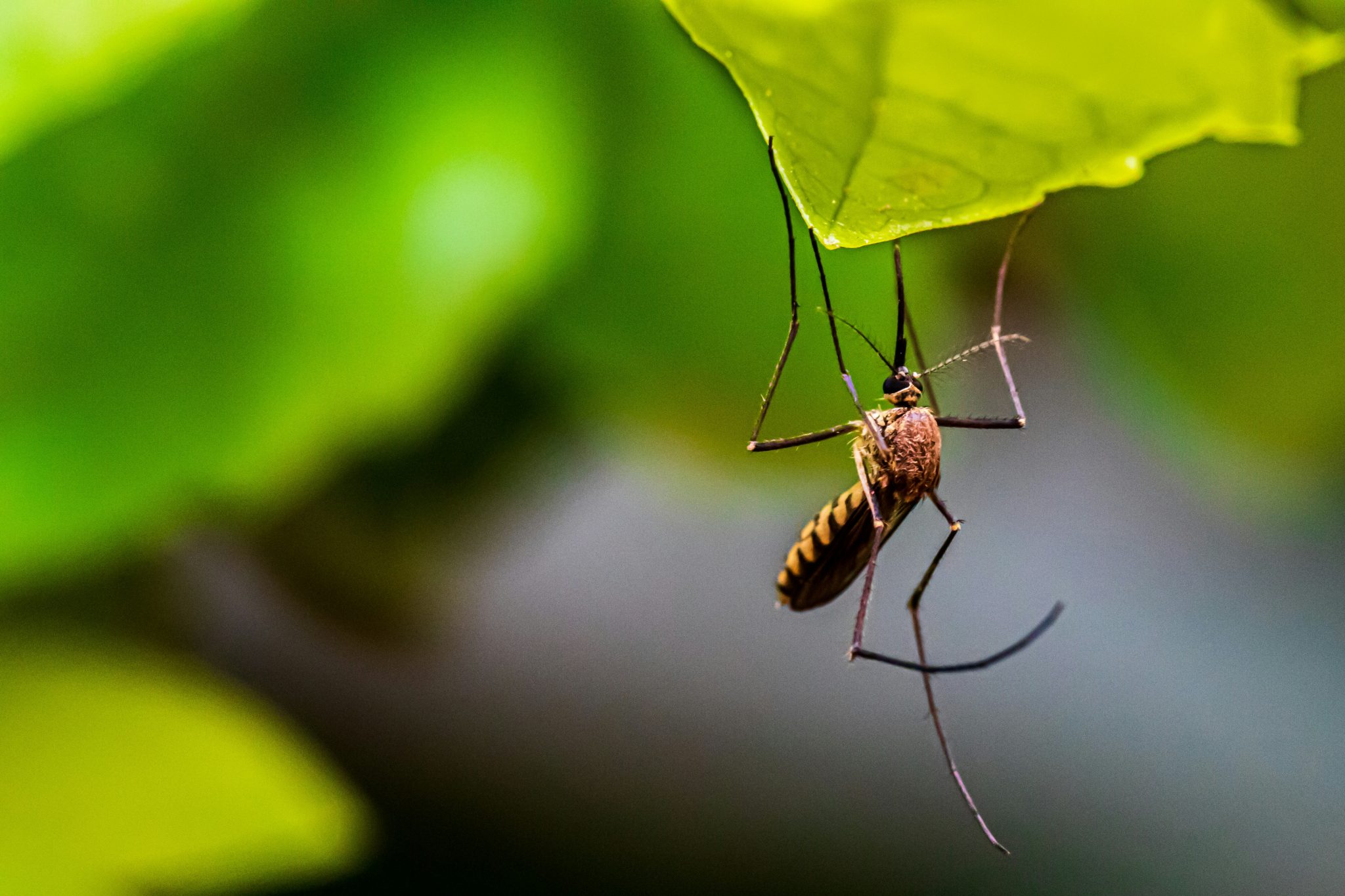 Spain braces for ‘explosion’ of mosquitos: Councils in Andalucia ...