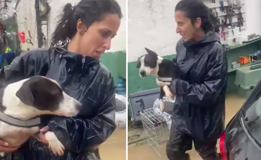 Dog shelter in Cadiz’s Los Barrios needs urgent help amid Storm Francis ...