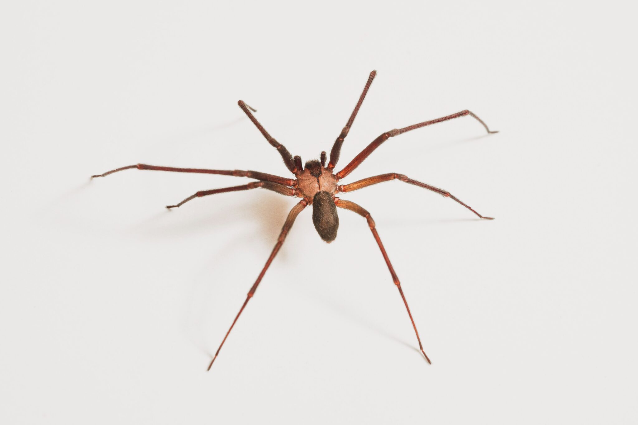 Spider alert after man nearly loses arm from venomous bite on the Costa ...