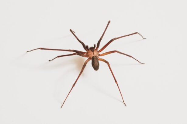 Spider alert after man nearly loses arm from venomous bite on the Costa ...